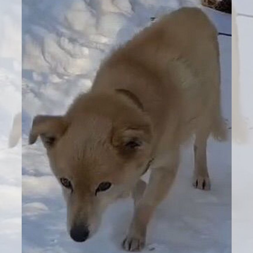 Взрослый пёс в добрые руки