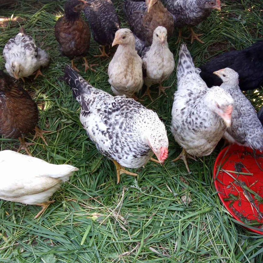 Куры араукана