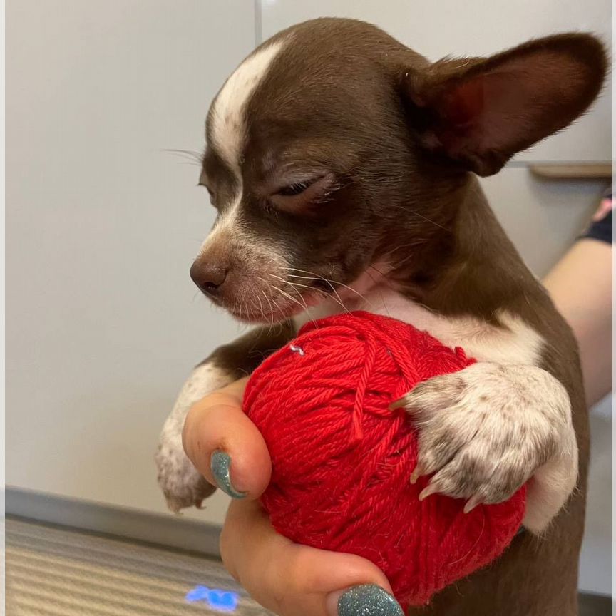 Чихуахуа, щенок