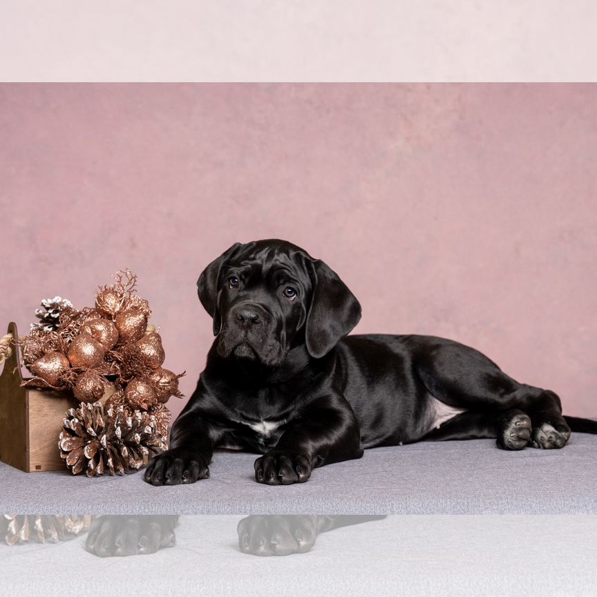 Кане-корсо, щенок