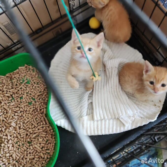 Рыжие котята 6 недель