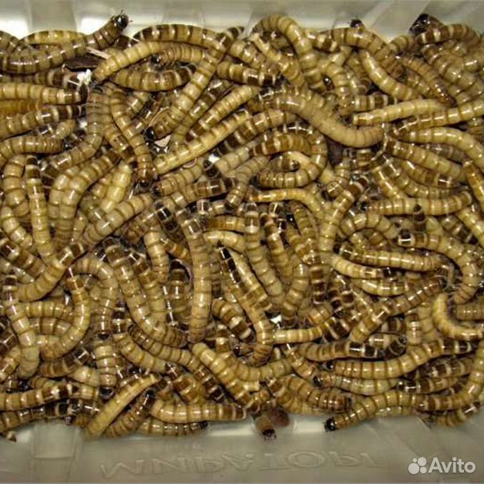 Зоофобас живой