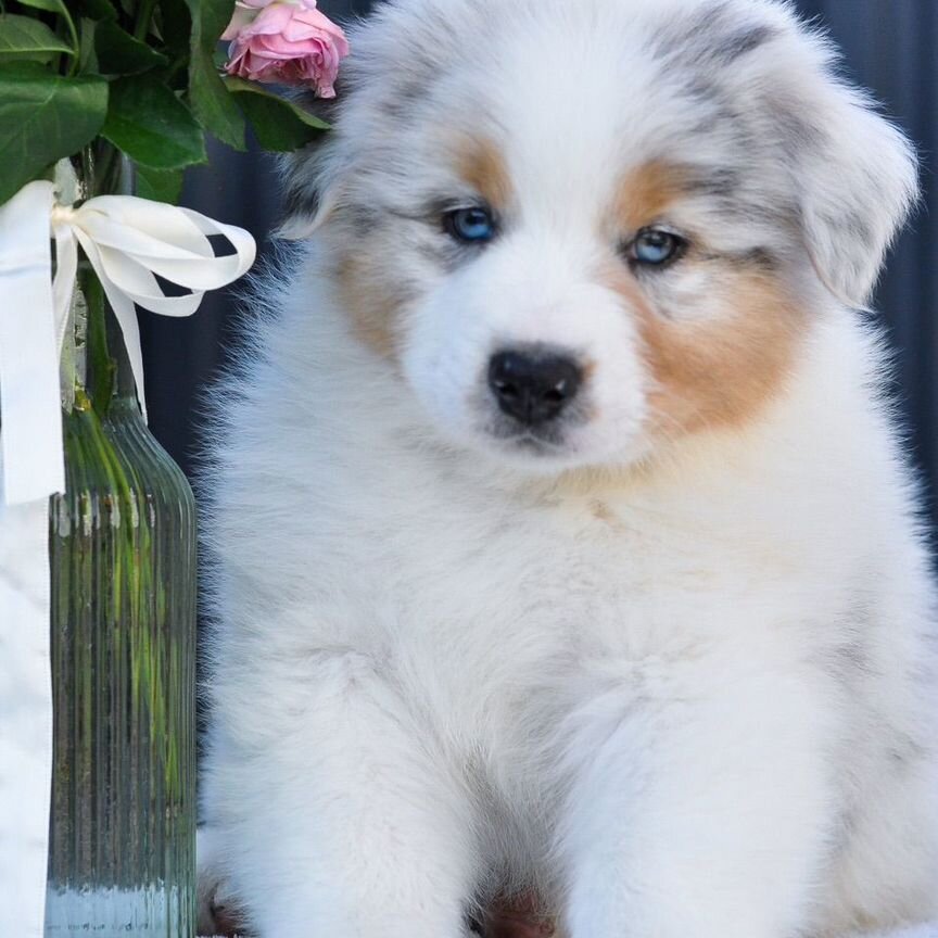 Австралийская овчаркааусси щенки