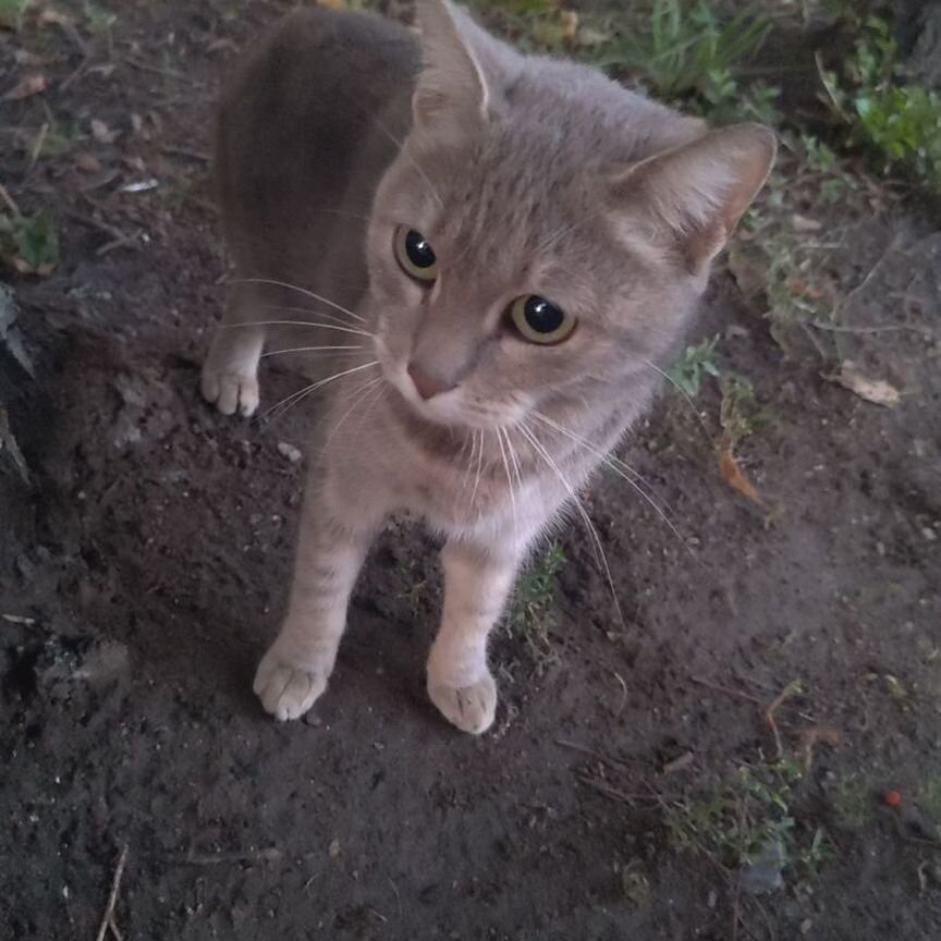 Животные