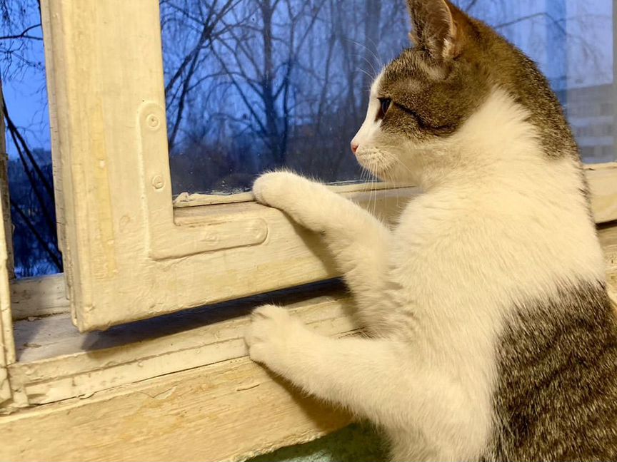 Ласковая кошечка в добрые руки