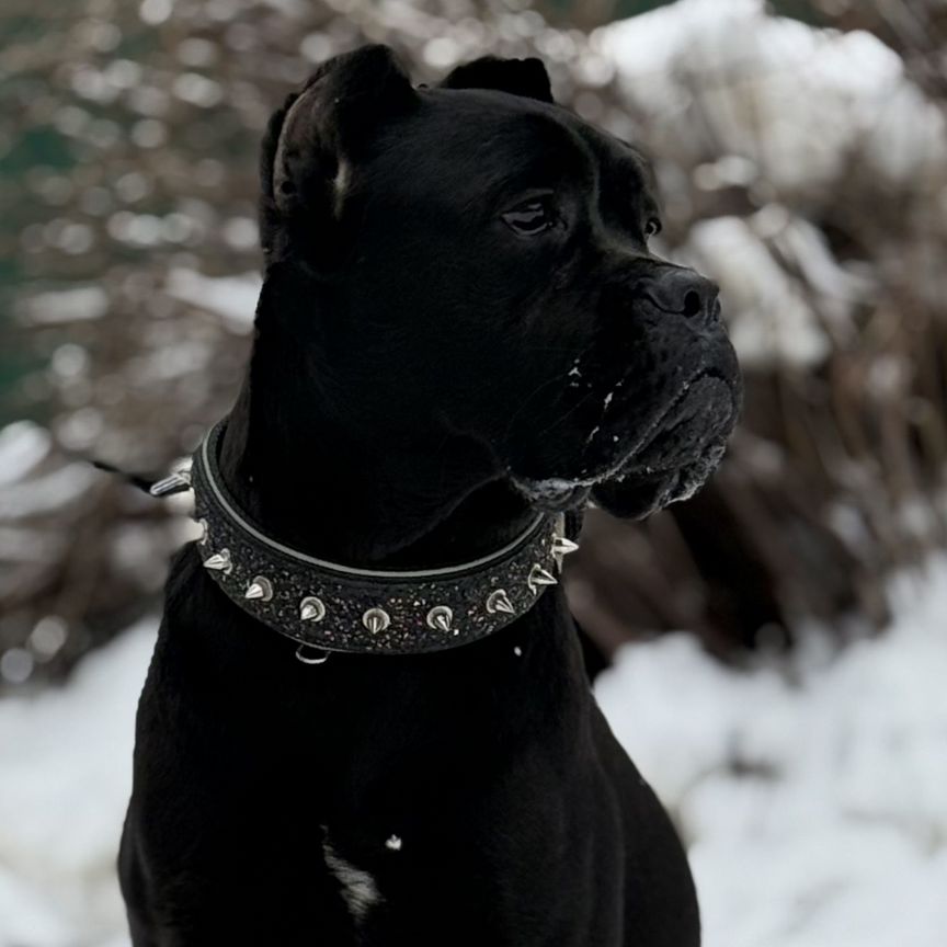 Кане-корсо, взрослая собака