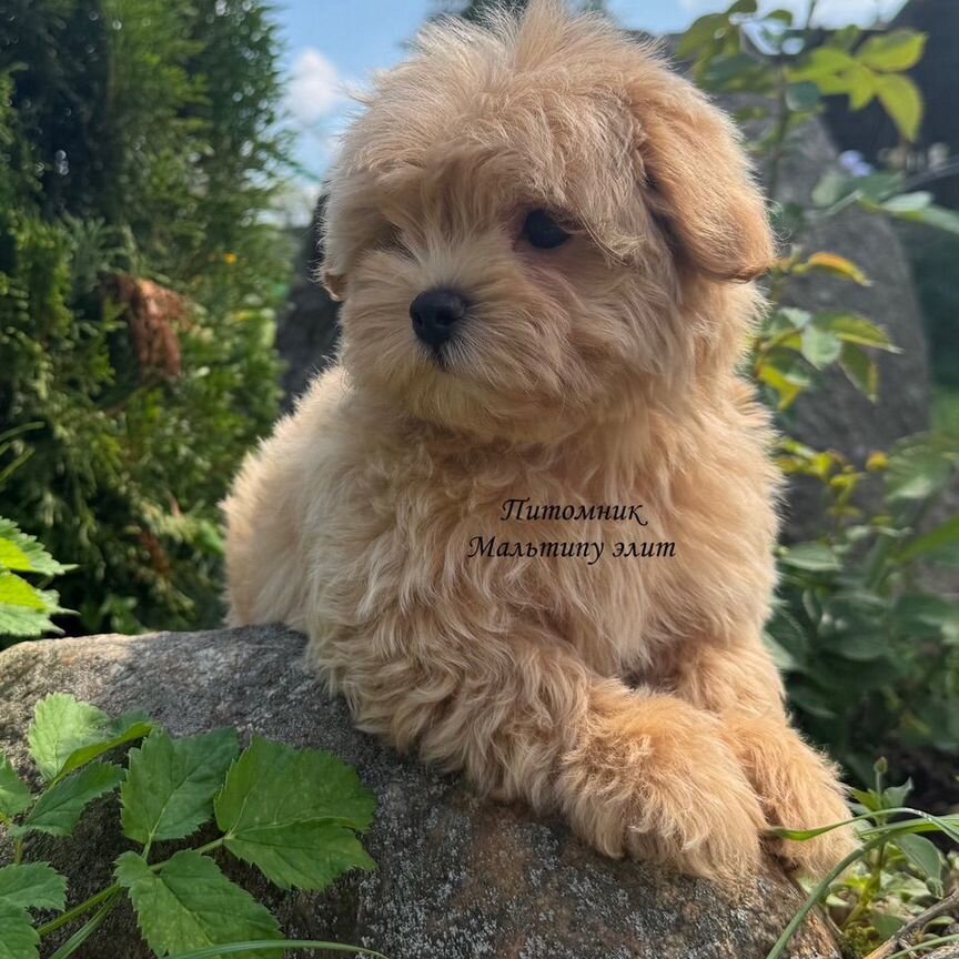 Мальтипу Ф1 мини