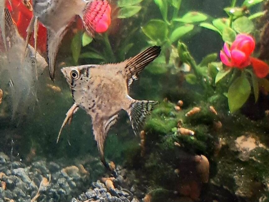 Аквариум с рыбой