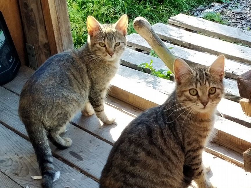 Котята в добрые руки бесплатно