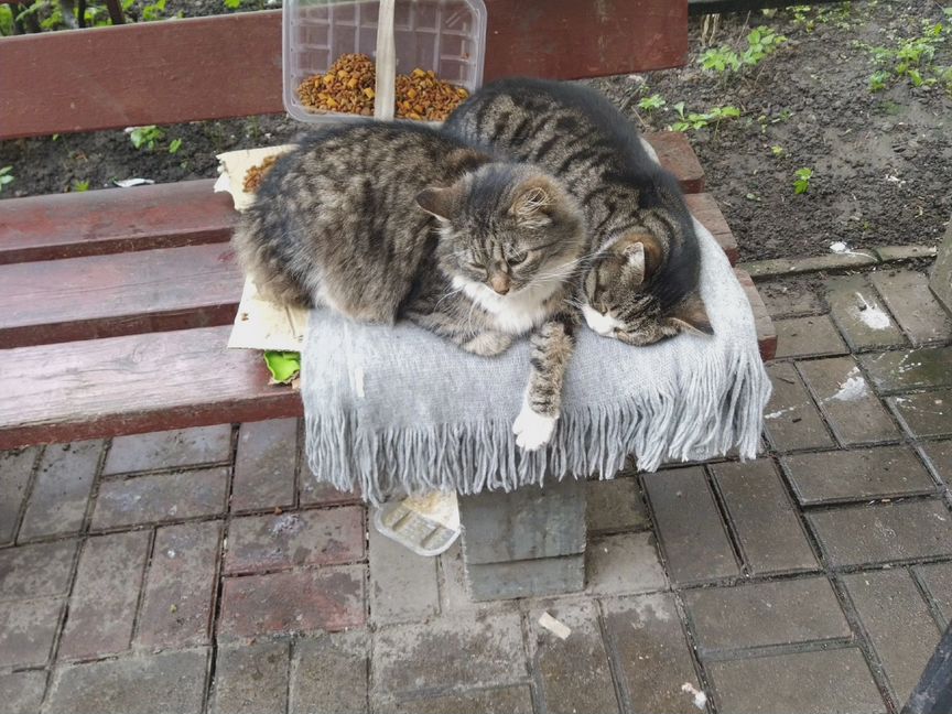 Кошки брошены. Помогите спасти