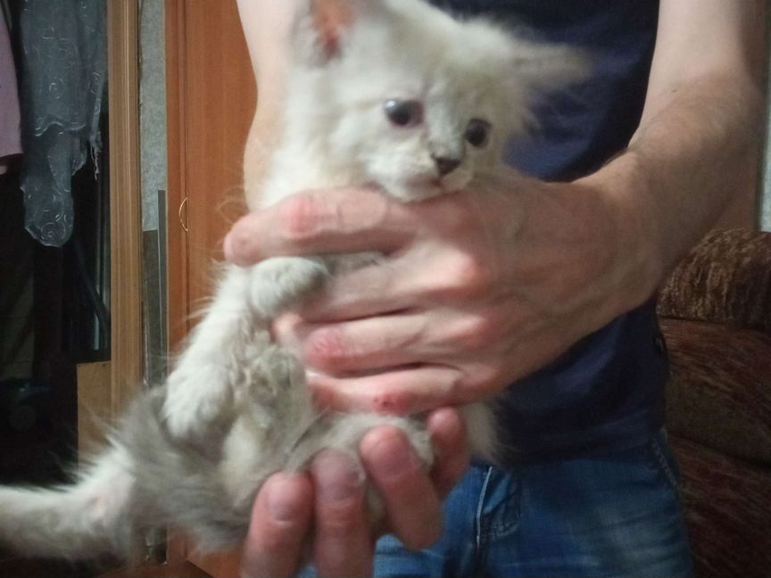 Кошки тайские