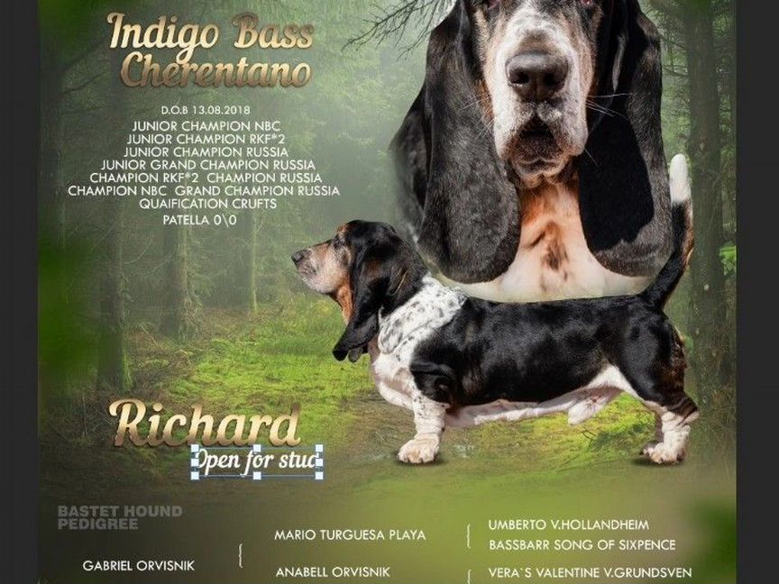 Вязка Бассет хаунд