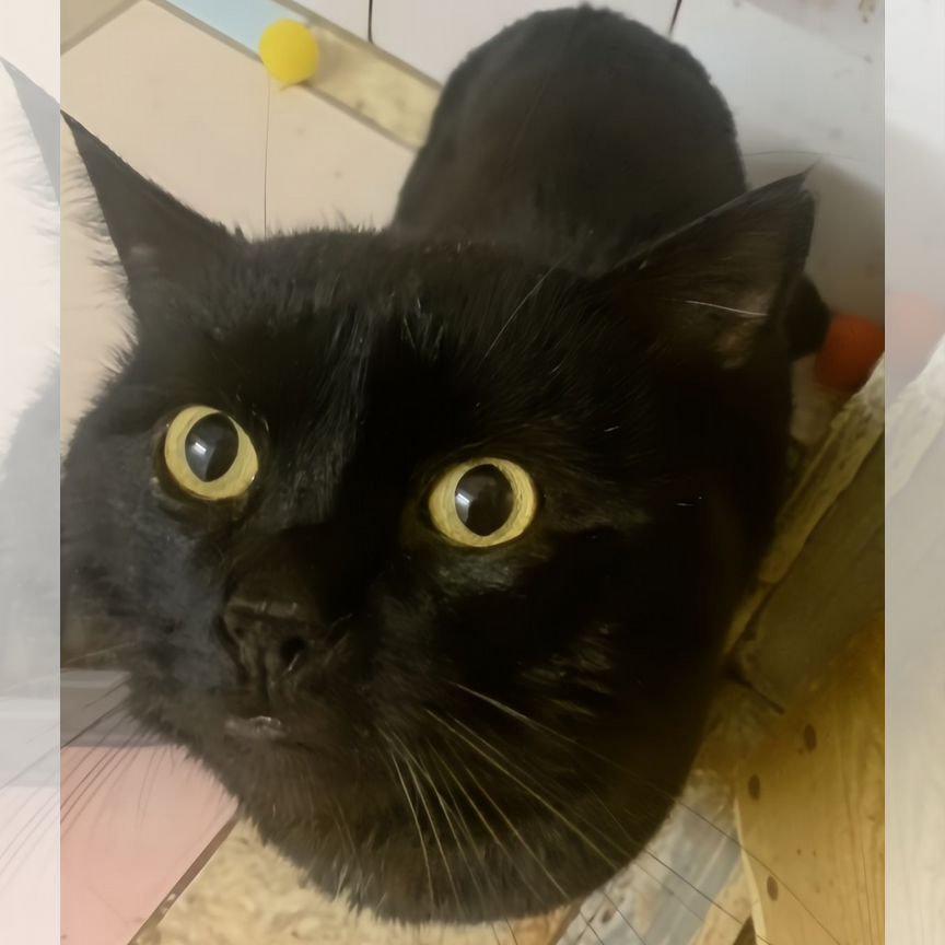 Взрослый кот в добрые руки