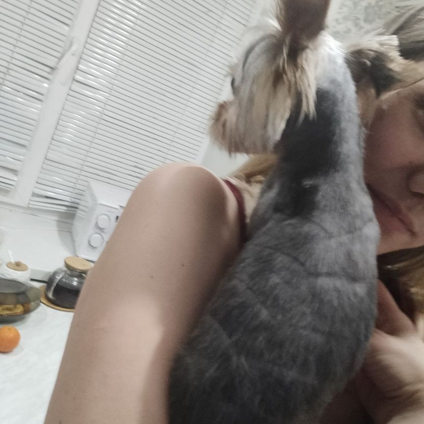 Йоркширский терьер мини девочка