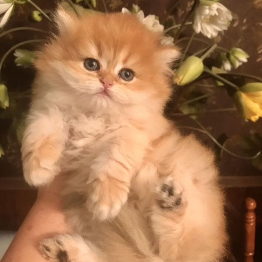 Длинношерстный котик