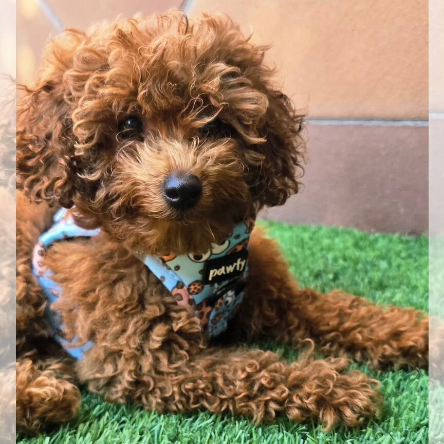 Той-пудель, щенок