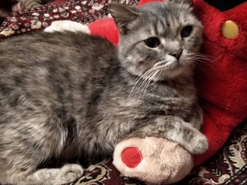 Отдам помесную с британцем кошечку