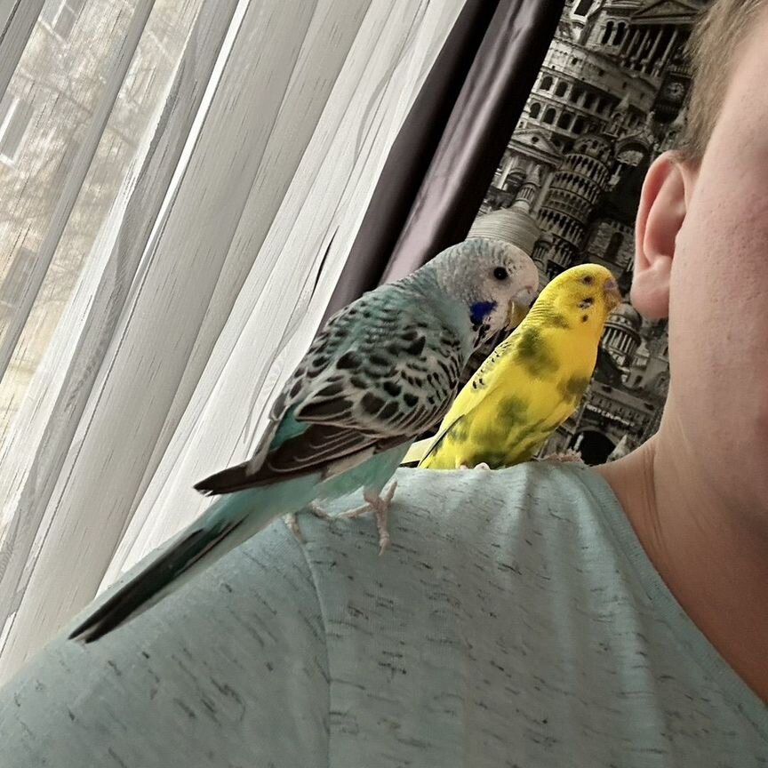 Волнистый попугай