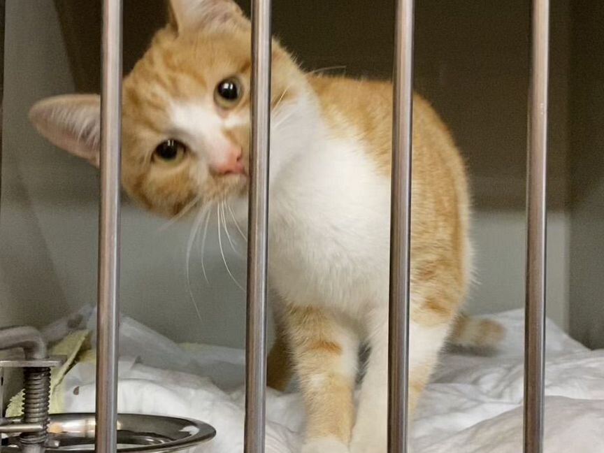 Рыжий котенок кошечка в самые добрые руки