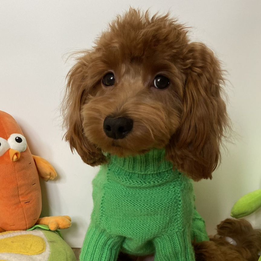 Кокапу, щенок