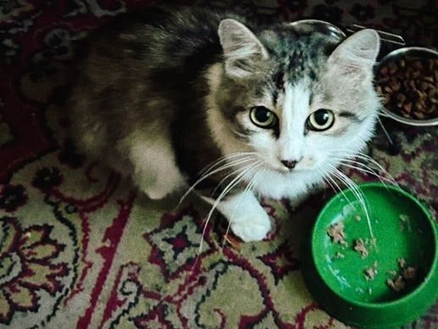 Кот Иннокентий