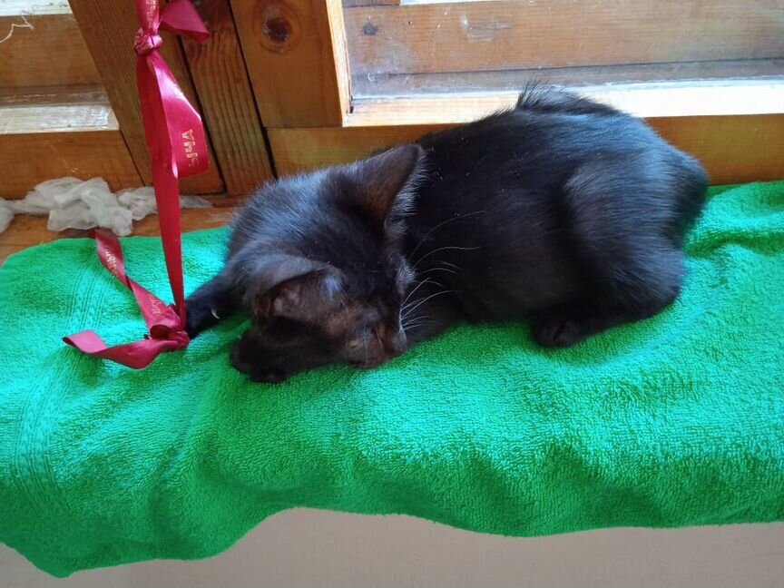 Котенок ищет дом