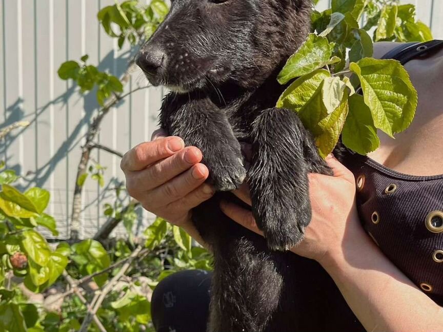 Щенок скромняшка