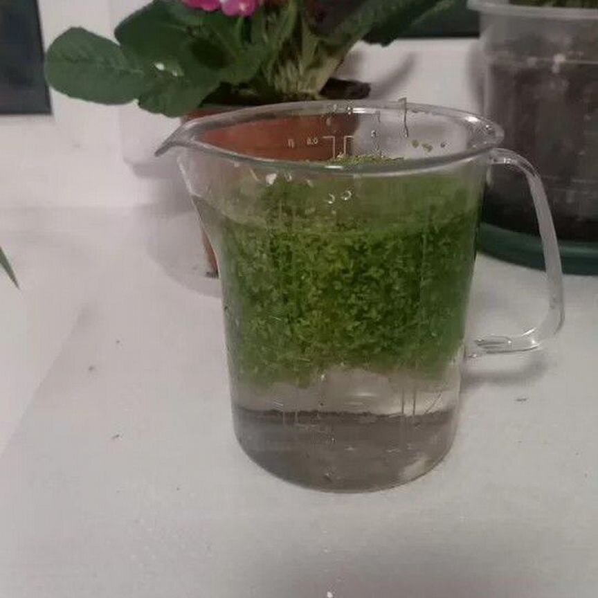 Ряска бесплатно