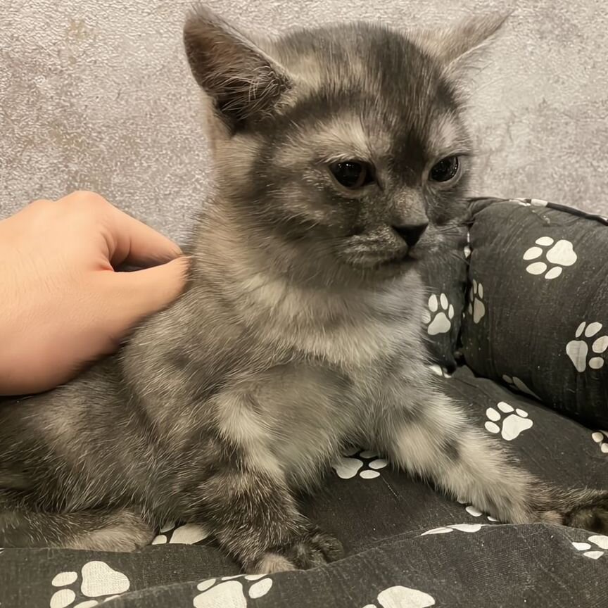 Шотландский прямоухий короткошёрстный котёнок