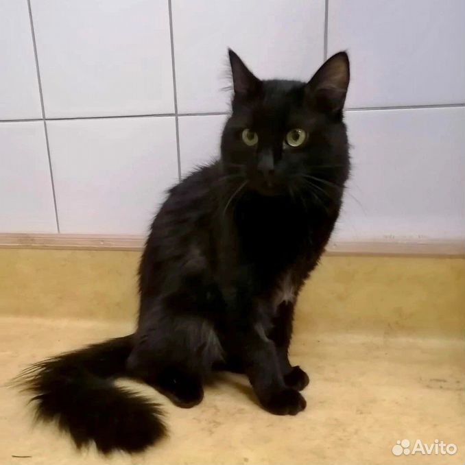 Юный красавец Нуар ищет дом