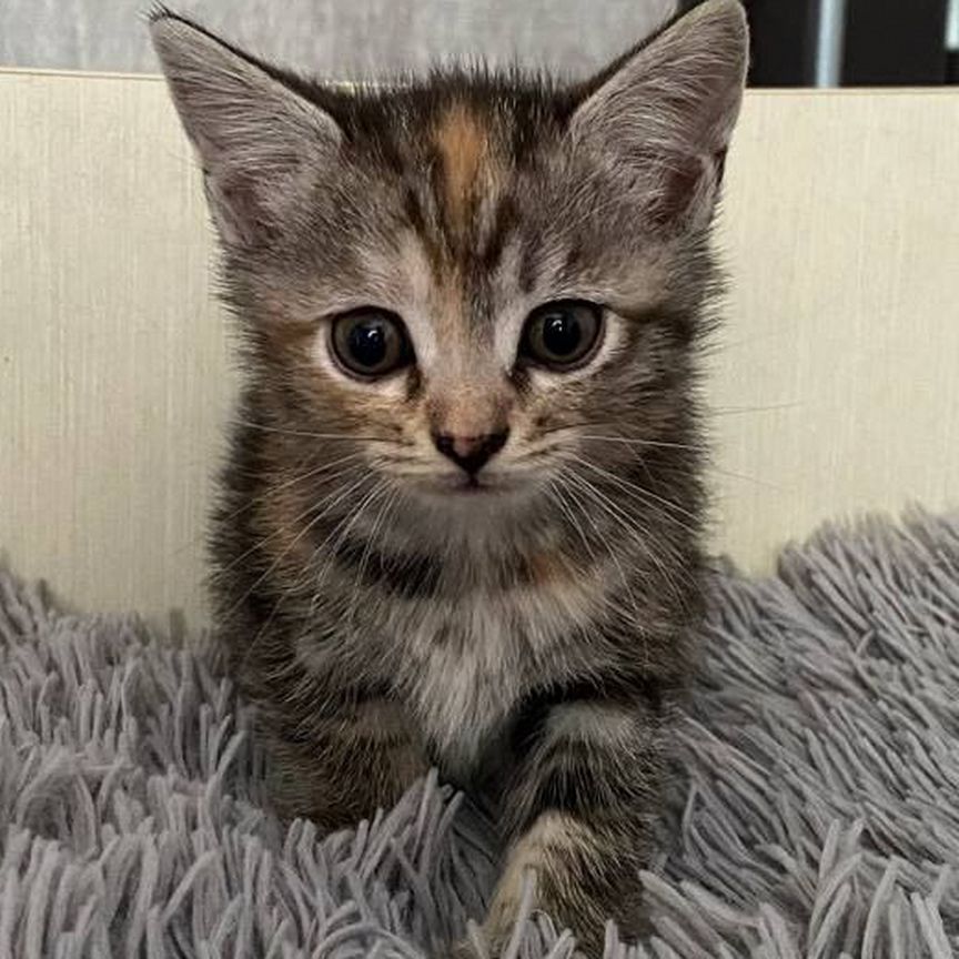 Котенок
