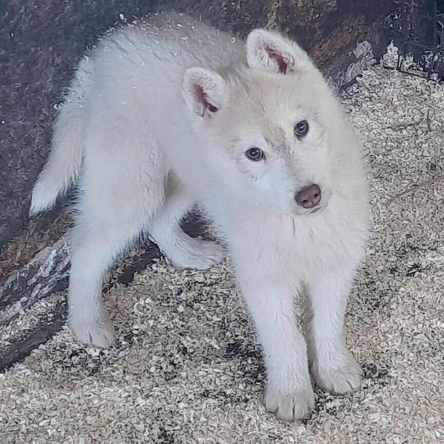 Сибирский хаски мальчик