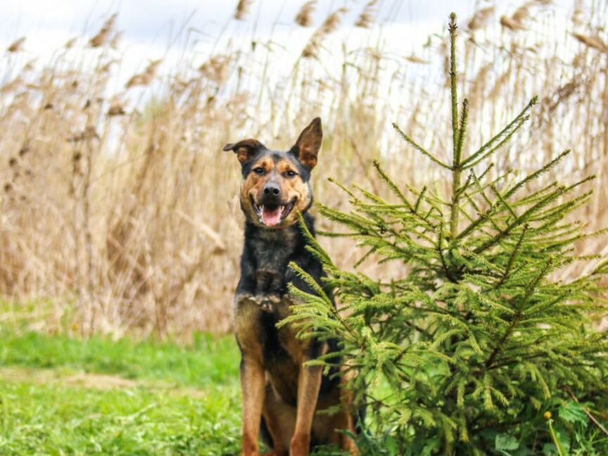 Керри ищет дом