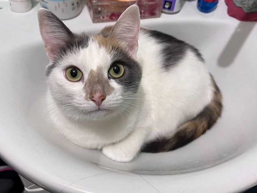 3 года кошка была дома и вернули из-за астмы