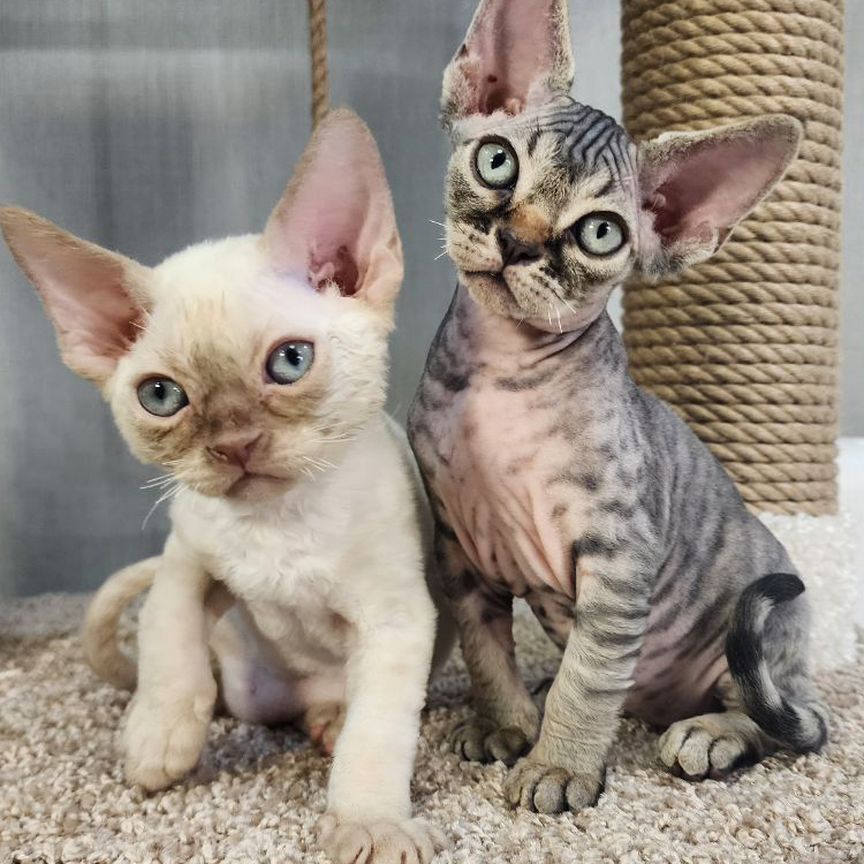 Котята девон-рекс мальчики