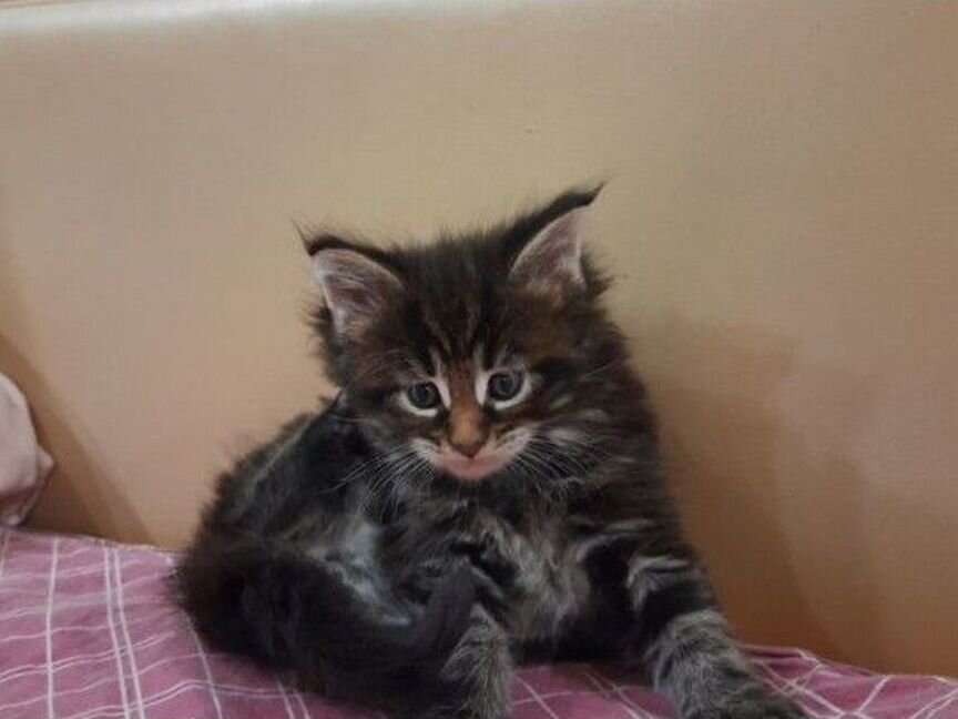 Ласковые и нежные антидепрессанты с кистями