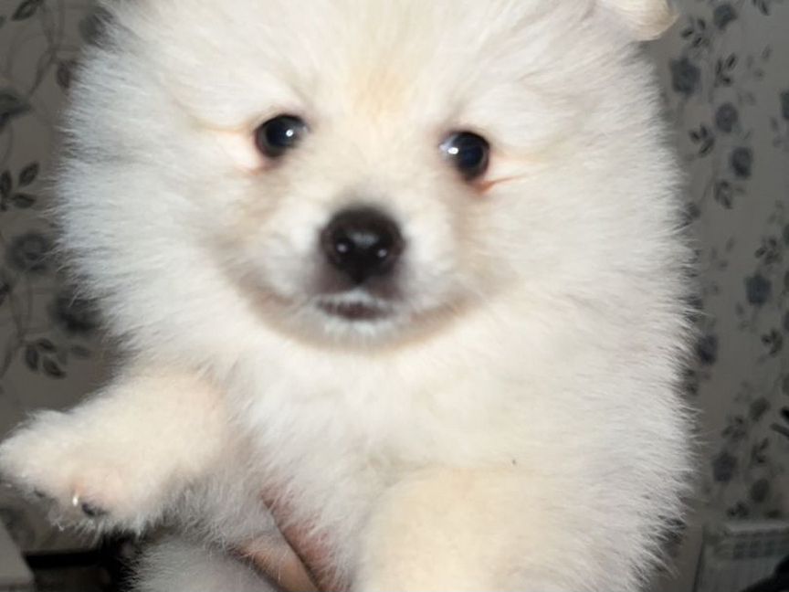 Щенки шпица