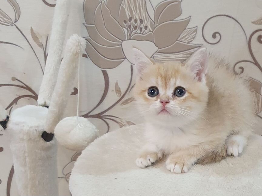 Золотой котик милашка)