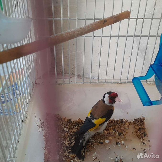 Щегол с клеткой