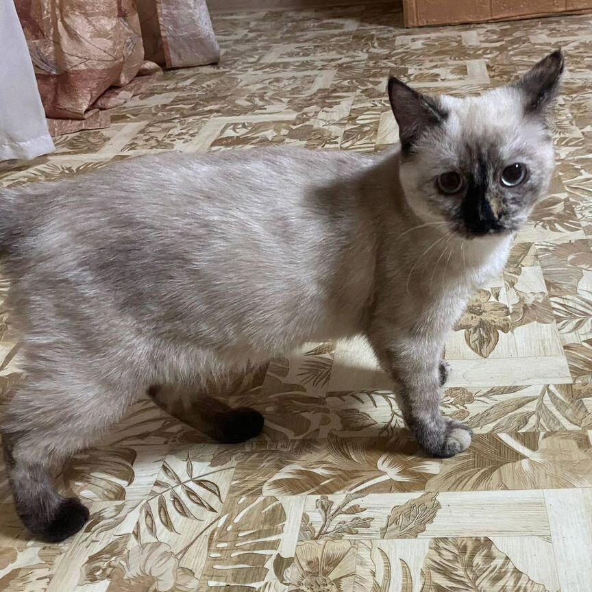 Сиамский котёнок