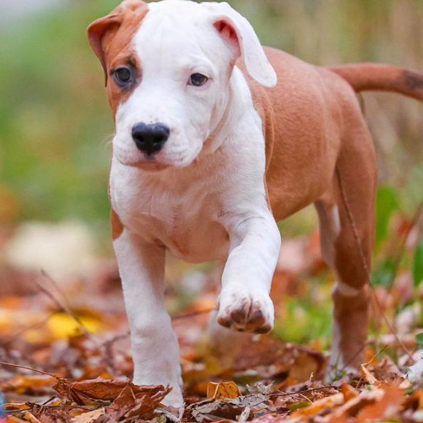 Американский стаффордширский терьер, щенок