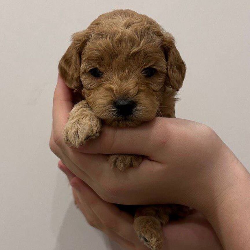 Той-пудель, щенок