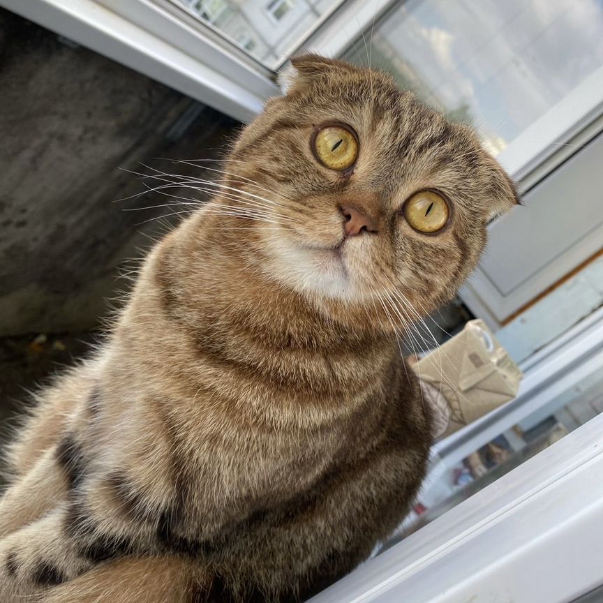 Отдам кота в добрые руки бесплатно