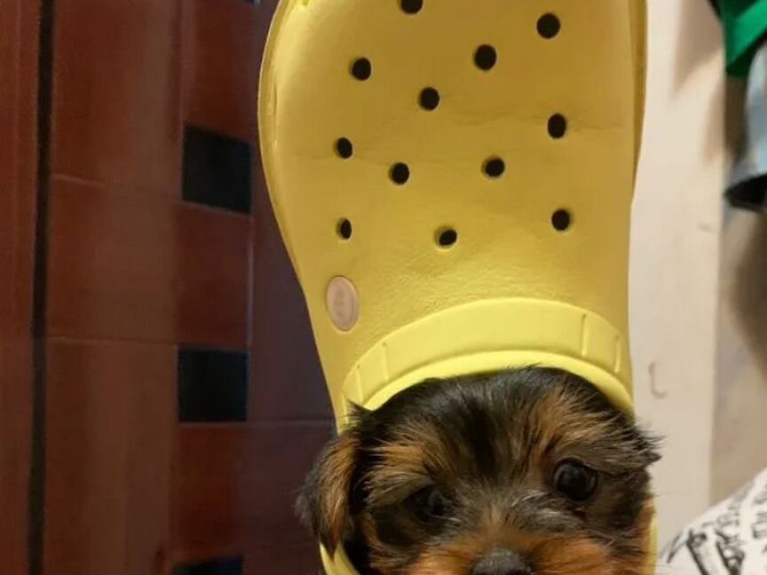 Йоркширский терьер щенки