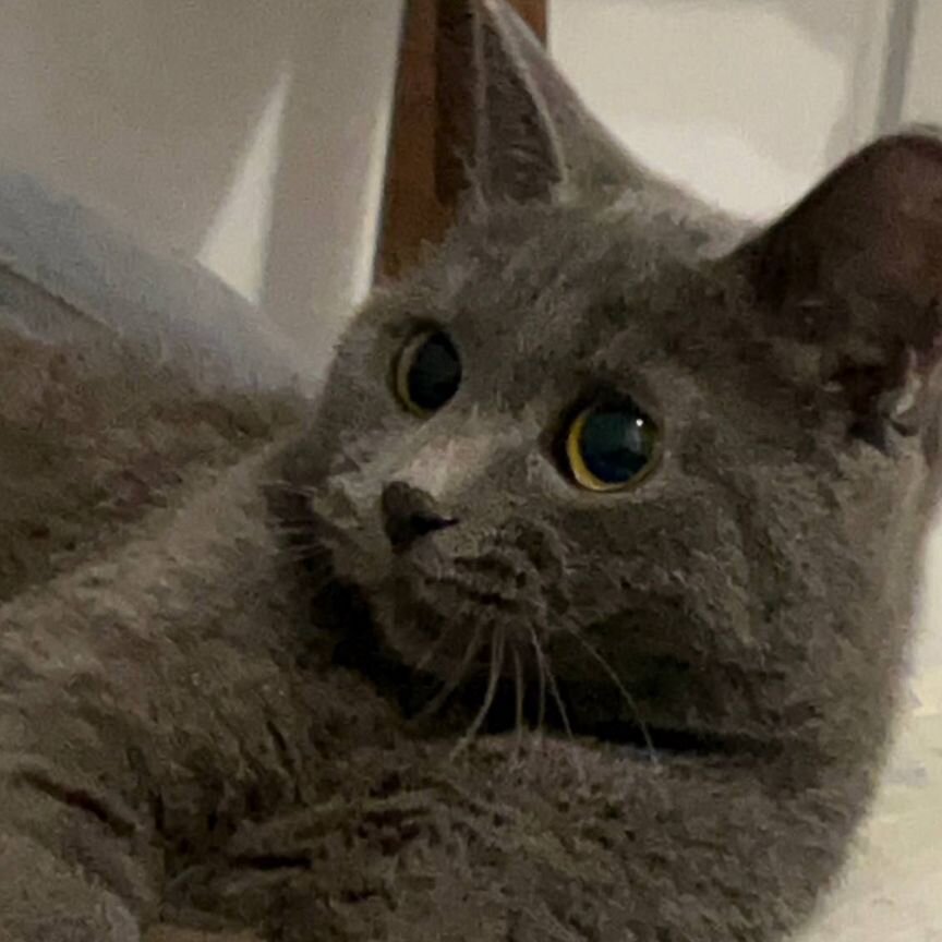 Сибирская, взрослая кошка