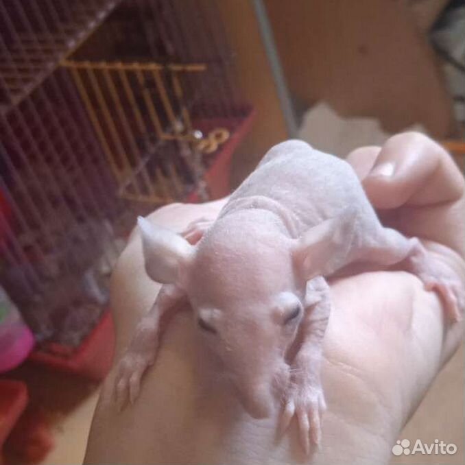 Крыски дамбо