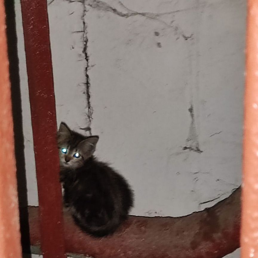 Котёнок в добрые руки