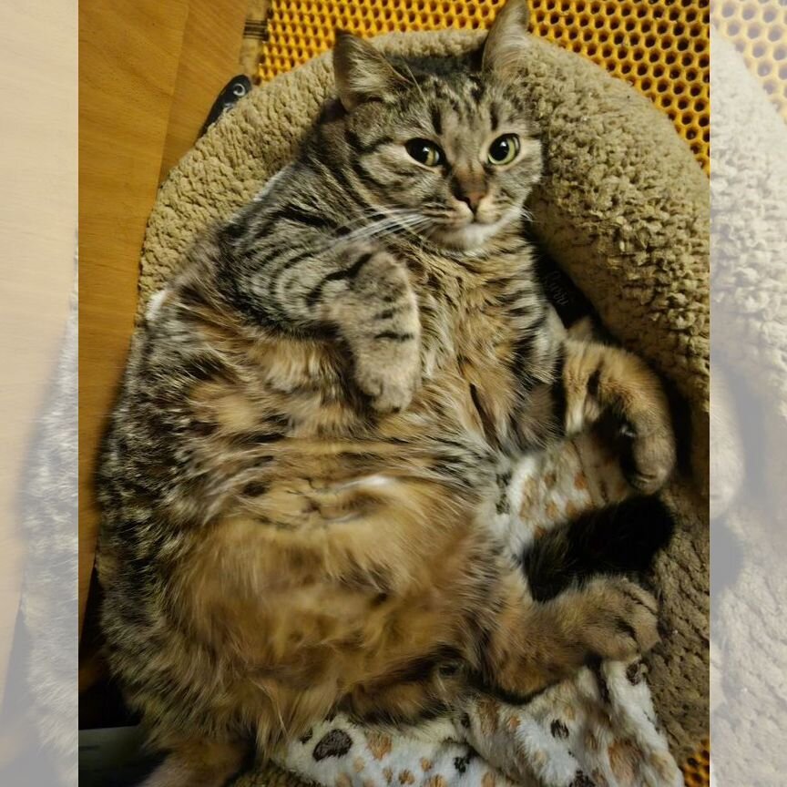 Взрослая, кошка в добрые руки