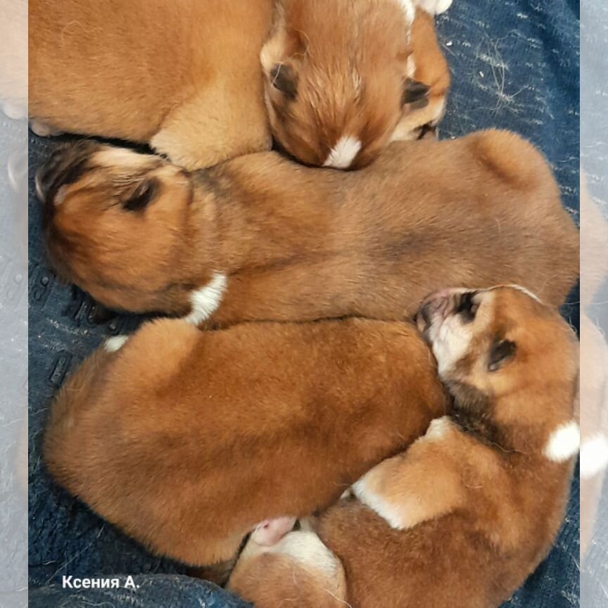 Щенки акита ину
