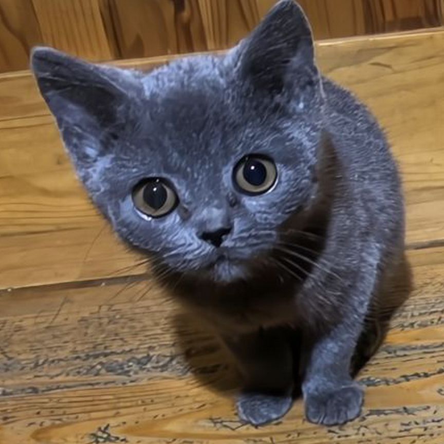 Британский короткошёрстный котёнок